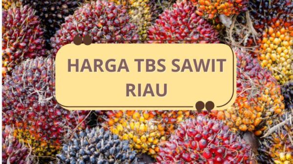 Harga TBS Sawit Riau Mitra Plasma Periode 1 Oktober hingga 7 Oktober ...